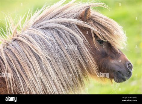 Miniature Shetland Pony Portrait Chestnut Mare Shetlands Unst Stock
