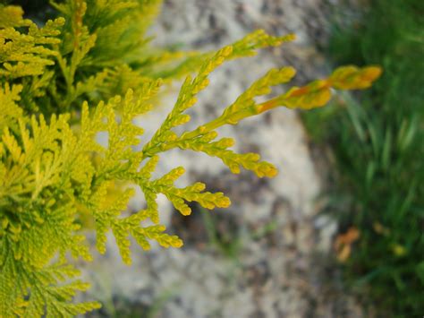 วอลเปเปอร์ แสงแดด ธรรมชาติ สาขา สีเขียว สีเหลือง ต้นไม้ ฤดูใบไม้ร่วง ปลูก ทุ่งหญ้า