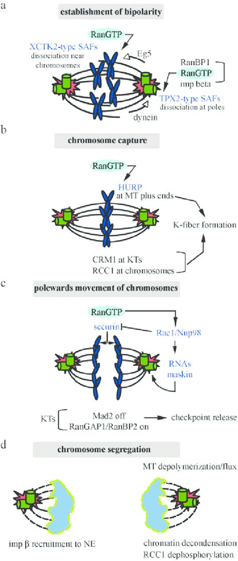 An Overview Of Mitotic Roles Of Ran Only Some Paradigmatic Target Download Scientific Diagram