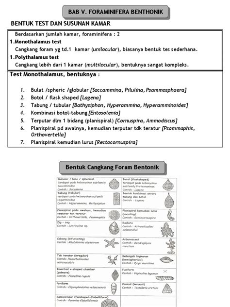 Bentuk Dan Susunan Cangkang Foraminifera Bentonik Pdf