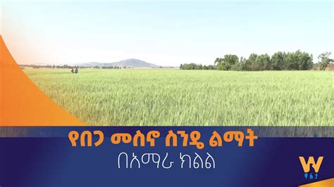 የበጋ መስኖ ስንዴ ልማት በአማራ ክልል Youtube