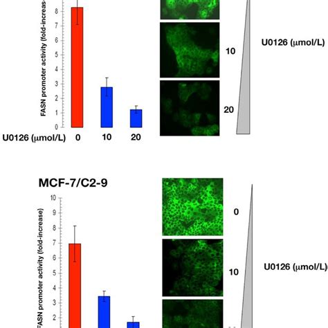 Ccn1 Overexpression Exacerbates Breast Cancer Cell Sensitivity To Fasn