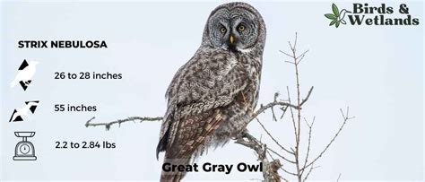 12 Must See Owls In Minnesota Birds And Wetlands