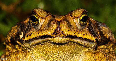 Deadly Invasion Unleashed In Florida — Pets At Risk From Toxic Toad Me
