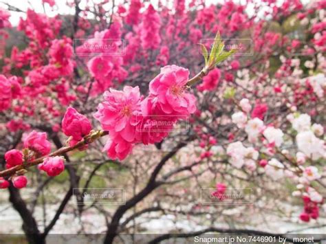 濃いピンクと薄いピンクの花が咲く花桃の木の写真・画像素材 Snapmart（スナップマート）