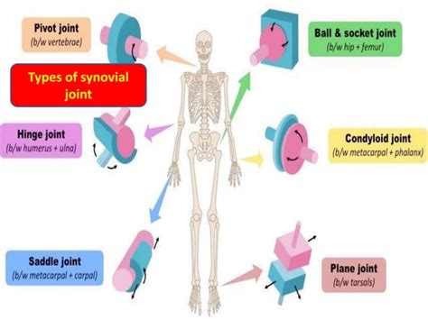 Jointsskeleton Systempptx
