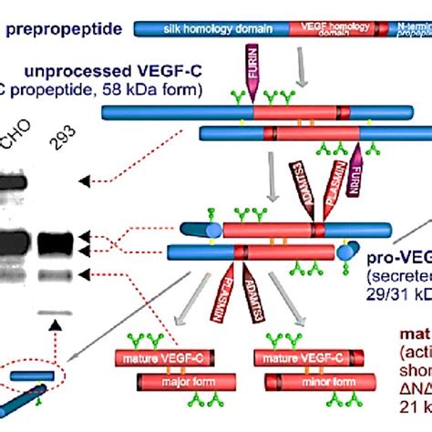 Schematic Illustration Of Biological Activation Of Vegf C Adapted From