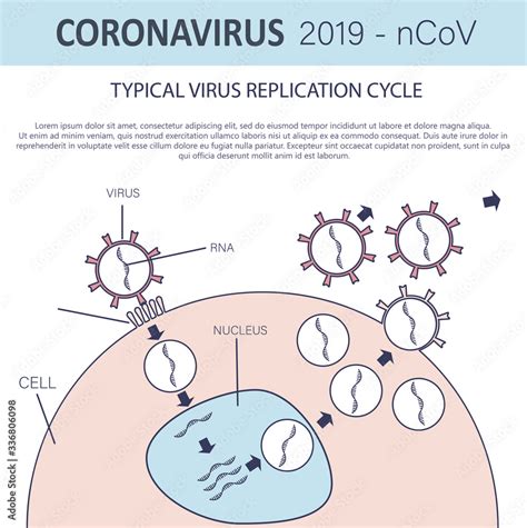 Typical Virus Replication Cycle Coronavirus 2019 NCoV Infographic