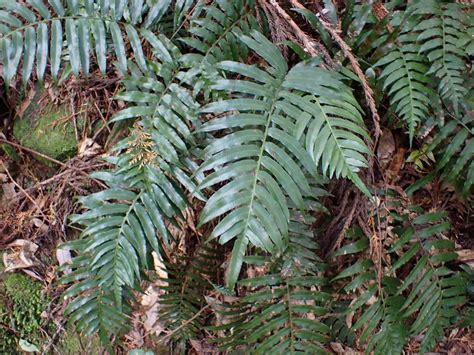シダ観察 天草の植物観察記