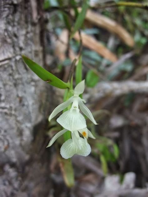Epidendrum Jejunum Ecured