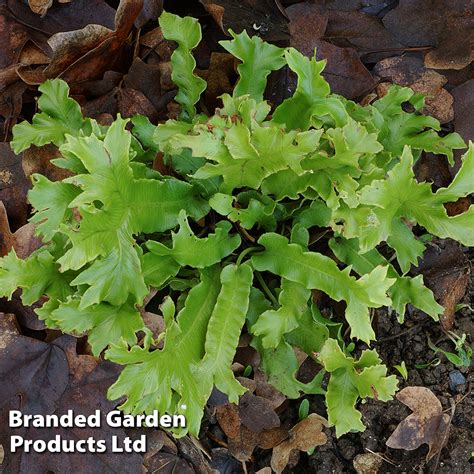 Asplenium Phyllitis Scolopendrium Cristata Dobies