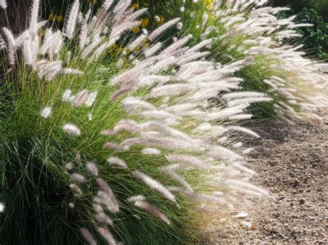 Fountain Grass Indoor Plant At Kathleen Flores Blog