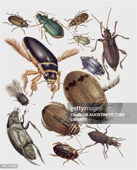 Coleoptera Photos And Premium High Res Pictures Getty Images