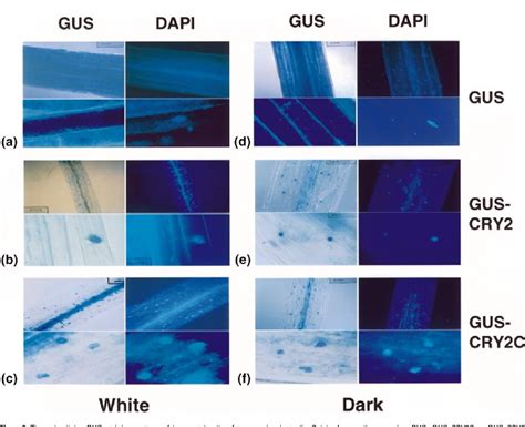 Figure 3 From The Arabidopsis Blue Light Receptor Cryptochrome 2 Is A
