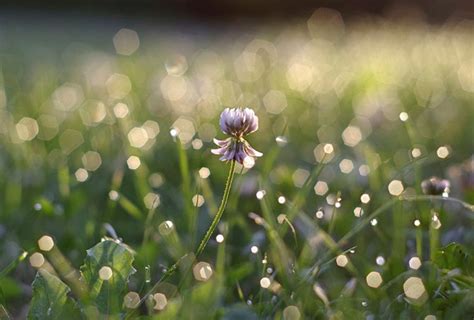 What Is Bokeh Effect In Photography Skylum Blog