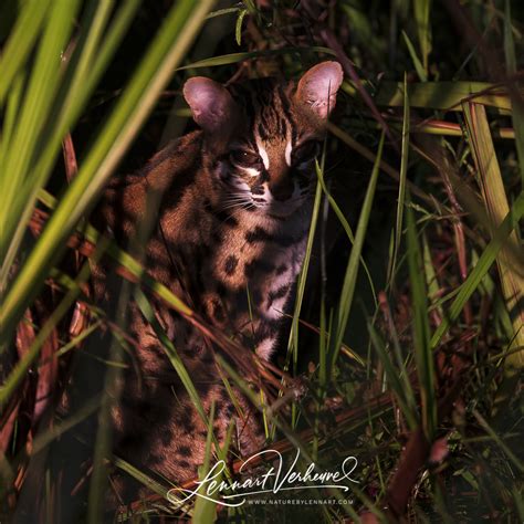 Sunda Leopard Cat Nature By Lennart