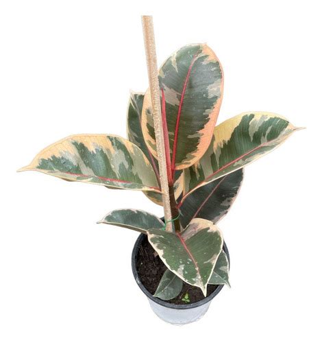 Ficus Elástica Variegada Mediana Planta Exótica Meses Sin Intereses