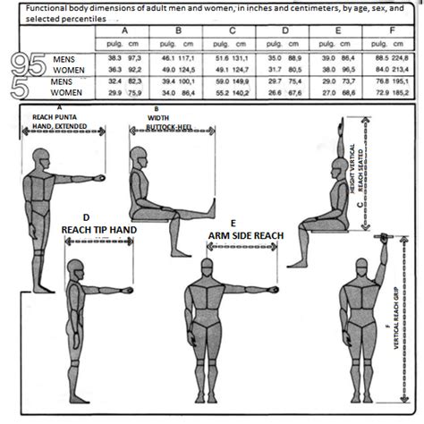Example Of Sizing Table Source Human Dimensions In Interior Spaces Download Scientific Diagram