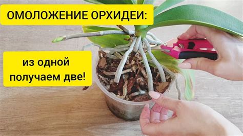 Как разделить орхидею из одной получить две Омоложение орхидеи