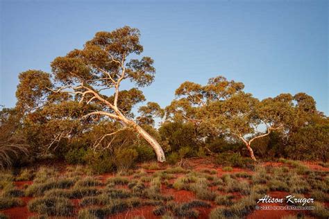 Anne Beadell Highway 104kms In One Day Ouch 4wdaus