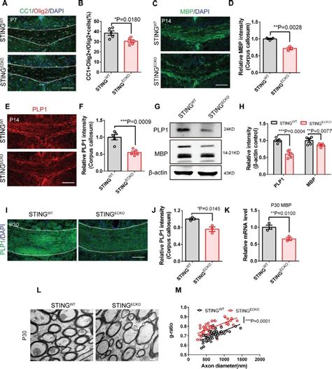Adv Sci：sting介导内皮细胞调节少突胶质细胞生成和髓鞘形成 知乎
