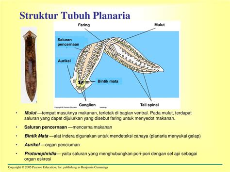 16 Struktur Tubuh Cacing Pipih