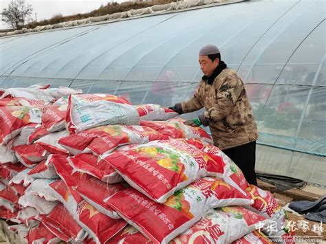 张家川县：大棚育苗备春耕图 天水在线