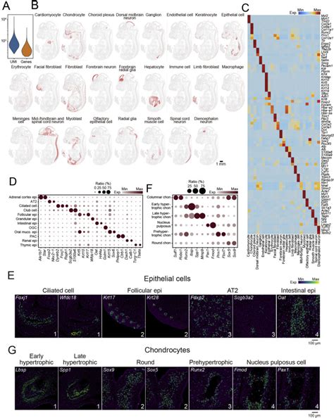 Spatiotemporal Transcriptomic Atlas Of Mouse Organogenesis Using Dna Nanoball Patterned Arrays Cell