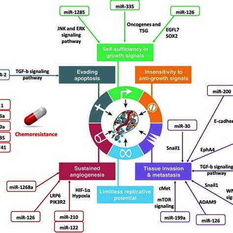 Trans‐arterial Chemoembolization‐related Micrornas The Figure Shows