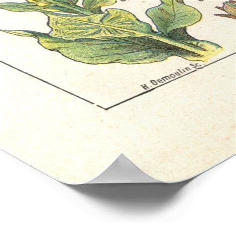Medicinal Plants Calming Emollient Print In French Zazzle