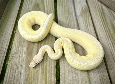 Pastel Cinnamon Genetic Stripe Ball Python By Wingless Wyverns