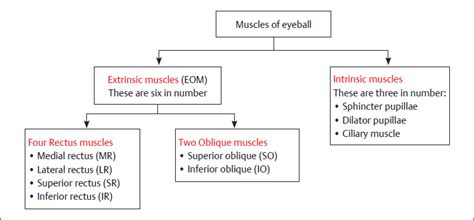 Intrinsic Muscles Of The Eye