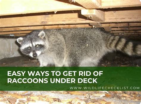 4 Easy Ways To Get Rid Of Raccoons Under Deck Wildlife Checklist