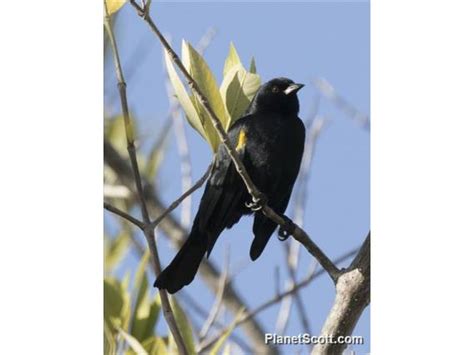Yellow Shouldered Blackbird Agelaius Xanthomus