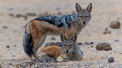 Хищници в града Чакали дебнат в Морската градина в Бургас Nova