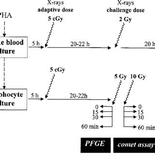 The Schedule Of The Adaptive Response Experiments Download Scientific Diagram
