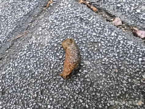 便便日记06 21靠滑榆树皮接力了 知乎