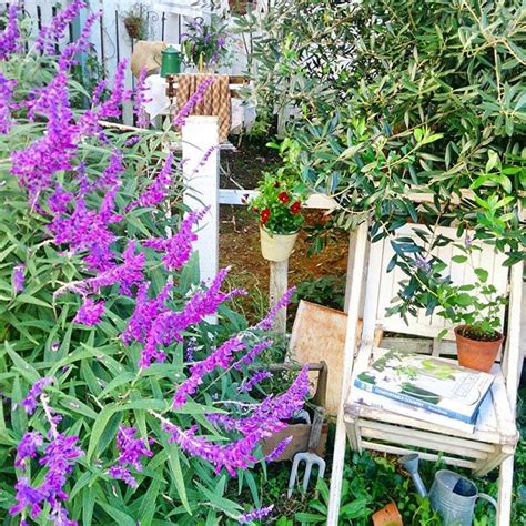 ガーデニングにおすすめの秋の花特集！花壇や鉢植えを秋色にコーディネート♪ Folk