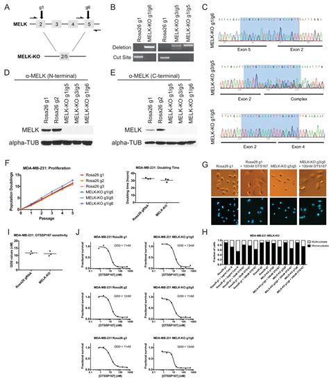 CRISPR Cas Mutagenesis Invalidates A Putative Cancer Dependency Targeted In On Going Clinical