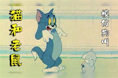 猫和老鼠：猫咪为了性命，居然模仿狗叫，全程爆笑不断性命猫咪全程