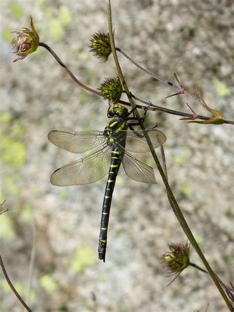 Libelle Atigrada Kostenloses Foto Auf Pixabay Pixabay