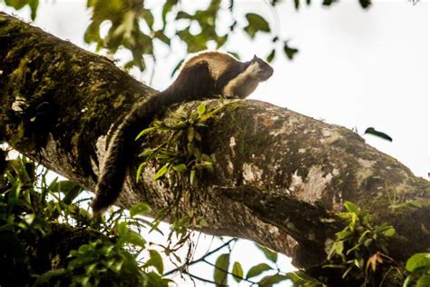 Sumatran Giant Squirrel Ratufa Bicolor Palliata Mt Kerinci