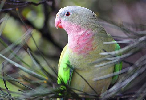 Princess Parrot Photo By Gordon Fellows — National Geographic Your