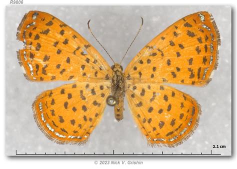 Argyrogrammana Placibilis Pinned Specimens