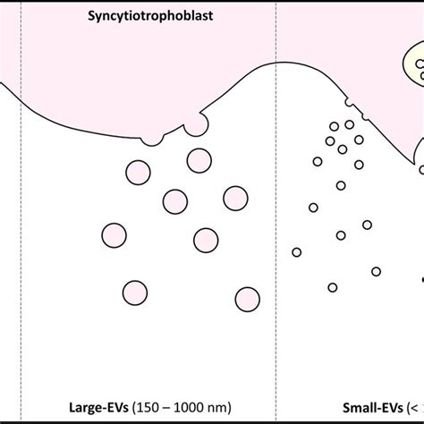 Schematic Representation Of The Different Types Of Extracellular