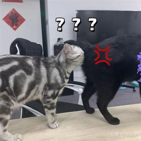 猫咪都有哪些迷惑行为 知乎