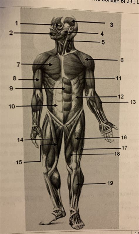 Anatomy Muscles 8 Diagram Quizlet