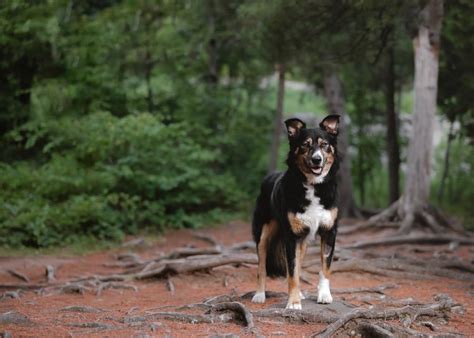 Alyssa Lovdahl Shine Pet Photography — Tails Of The World
