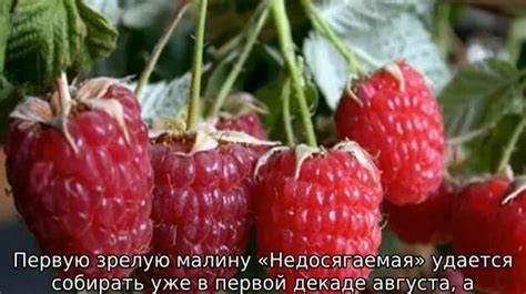 Малина ремонтантная: лучшие сорта для Подмосковья - Смотреть онлайн в ...