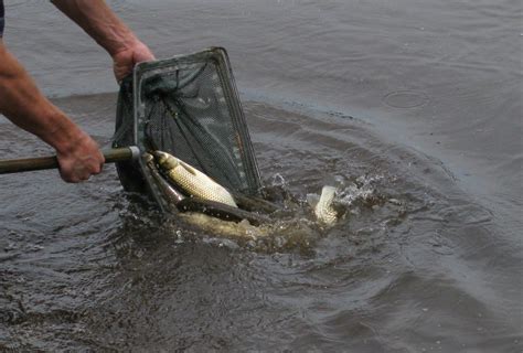 Unintended Consequences Of Stocking Grass Carp